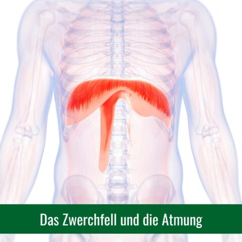 Das Zwerchfell und die Atmung - Schmerzwerkstatt